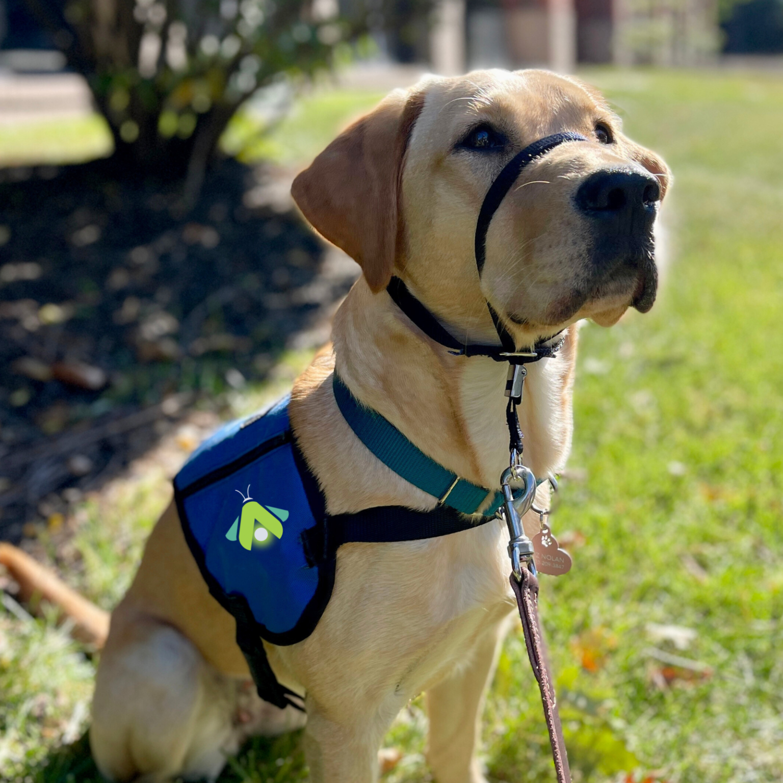 Welcoming the Newest Firefly: Lightning, the Facility Dog, Shines at ...